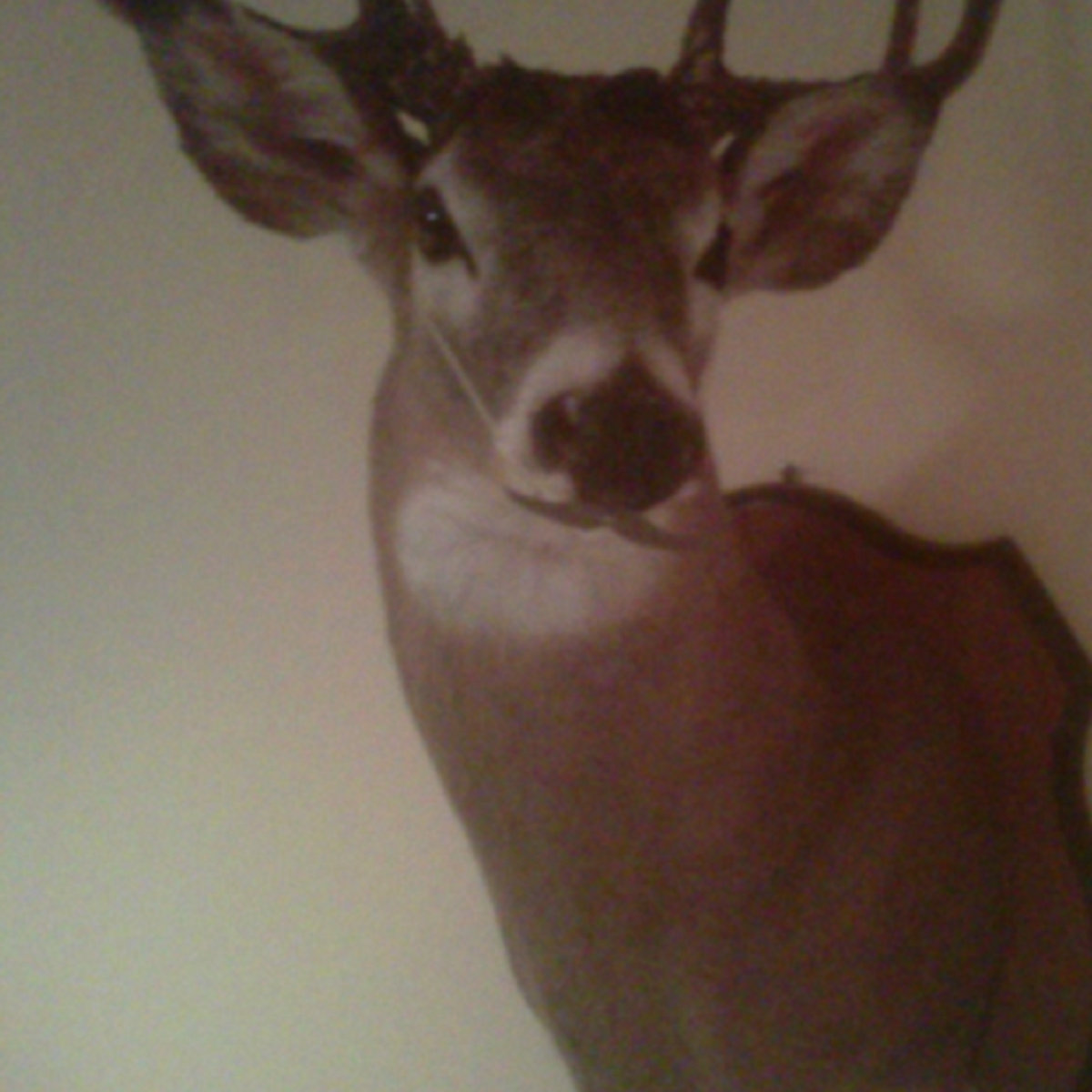 Deer With A Mustache [Moose Sessions] | Wood-Panel Walls