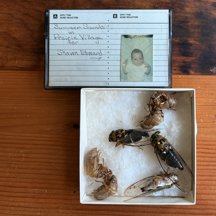 Cicada Haunts | Shawn Edward Hansen