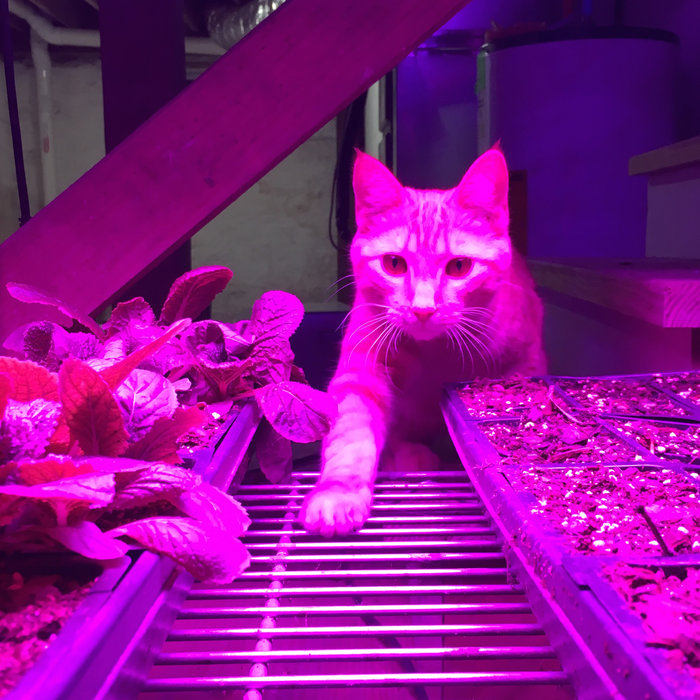 Second Moon | Nathan Salsburg & William Tyler, ft. Zak Riles | Nathan ...