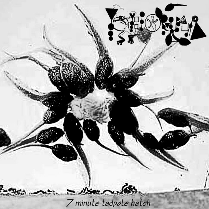 7 Minute Tadpole Hatch | Phyllomedusa