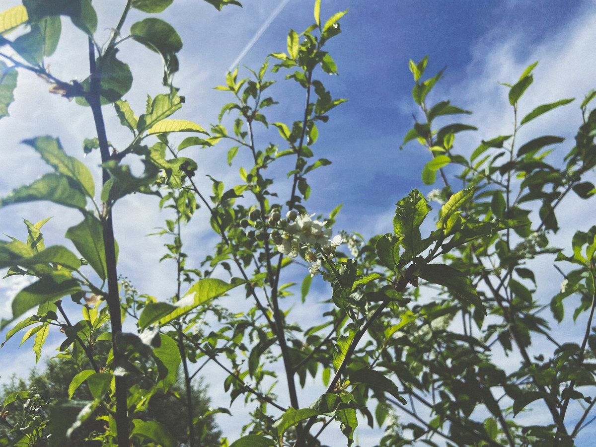 blooming in green | lurp sheets