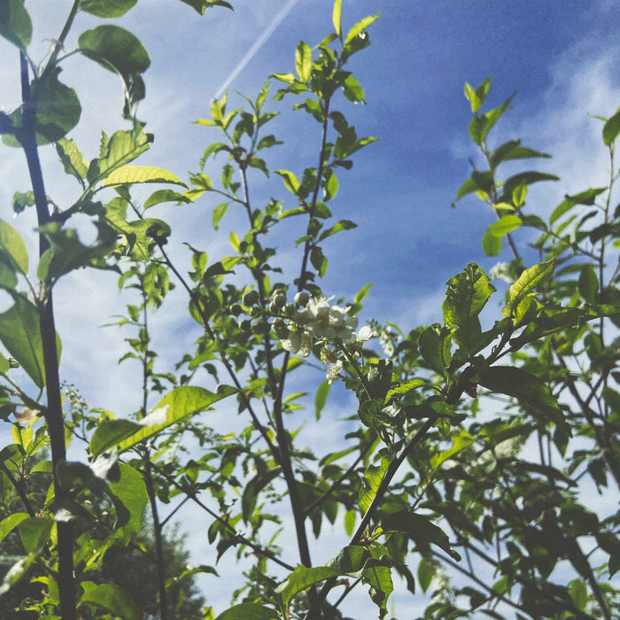 blooming in green | lurp sheets