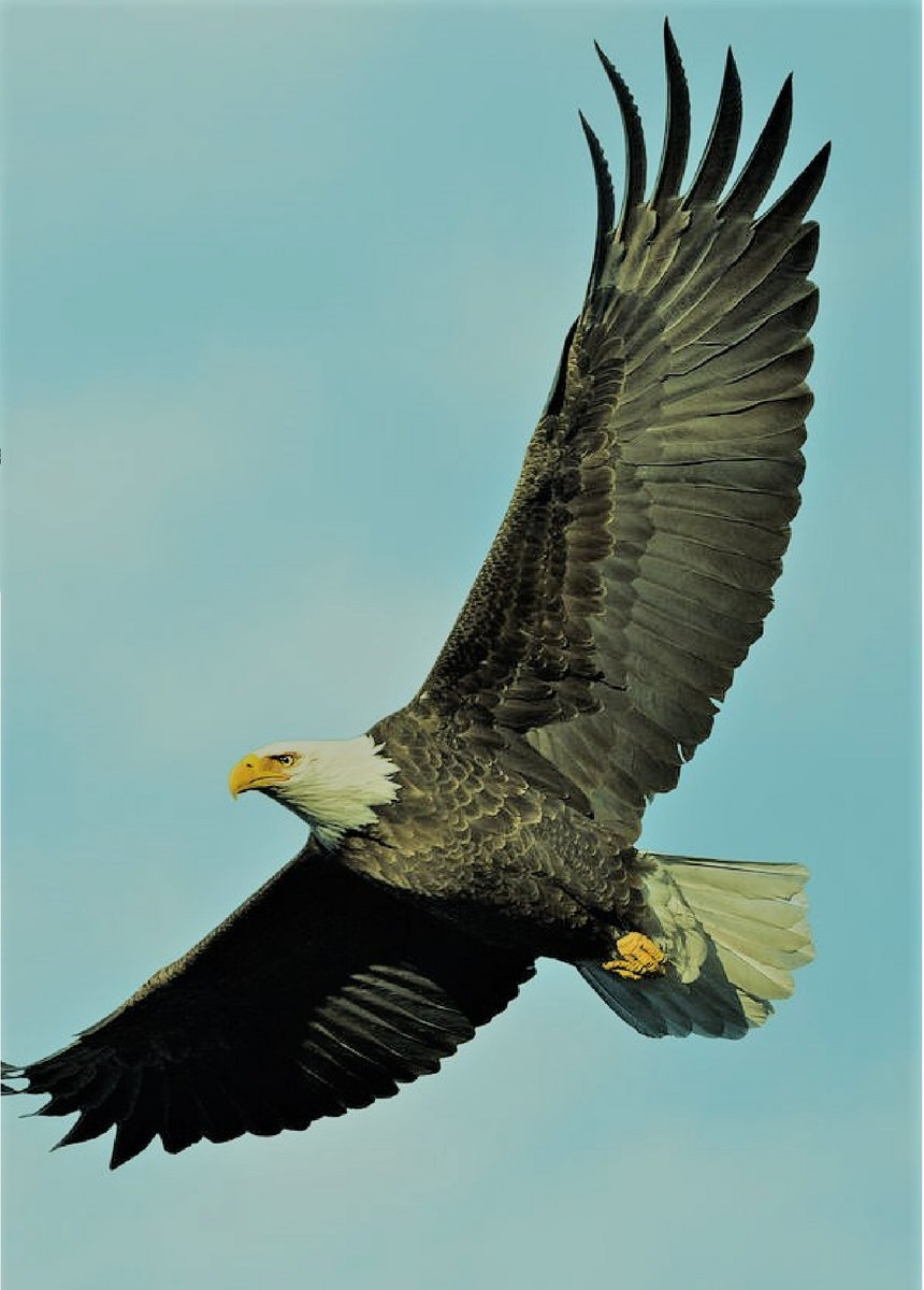 Magical Flight | Halo Noose