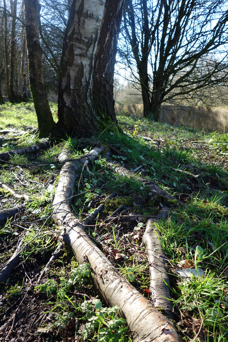 Bone Mulch (Bank E) | Paul Nagle