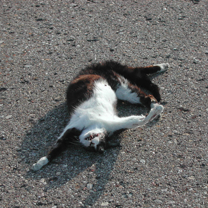 Accidently Steppin on Dead cats | Werr