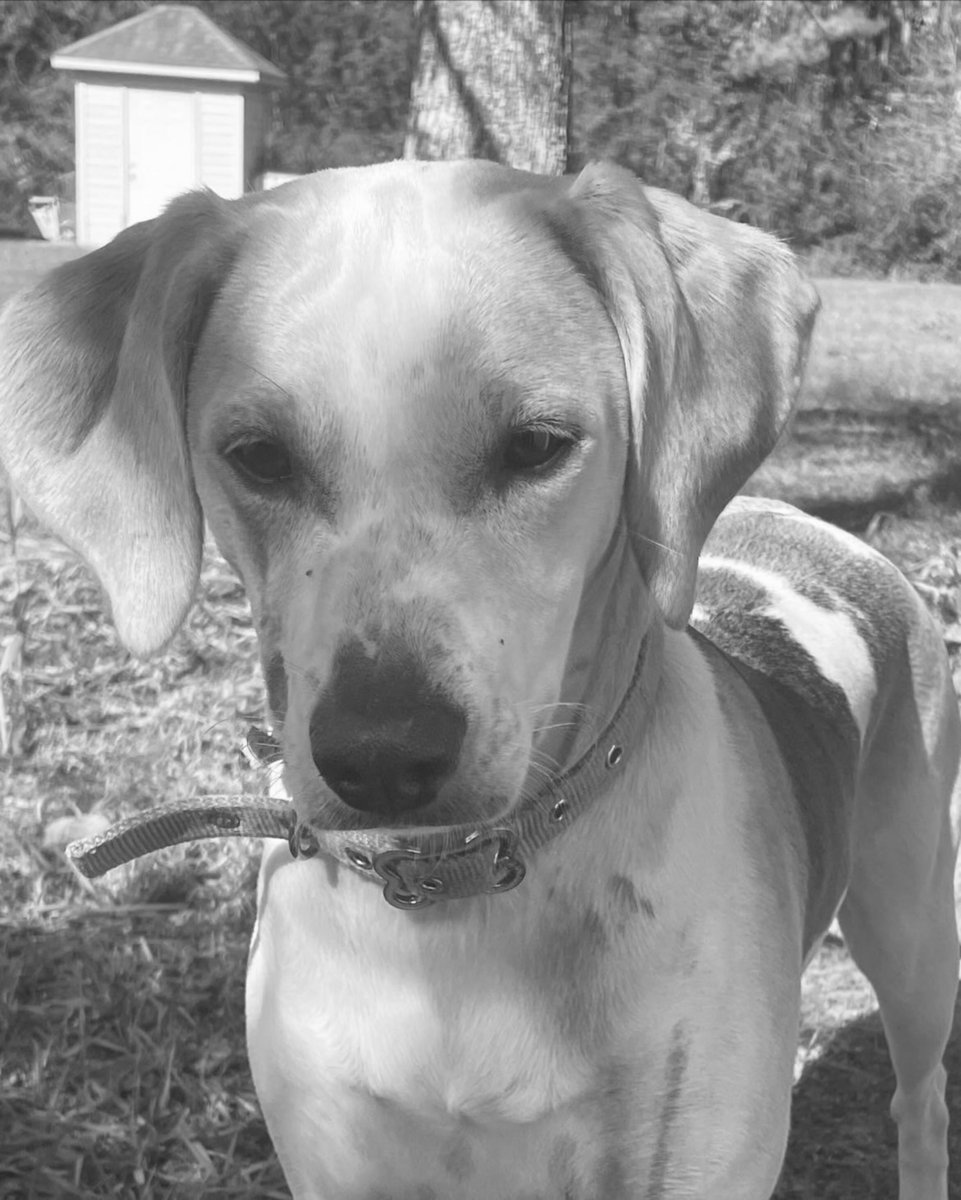 Alligator House | Parchment Farm