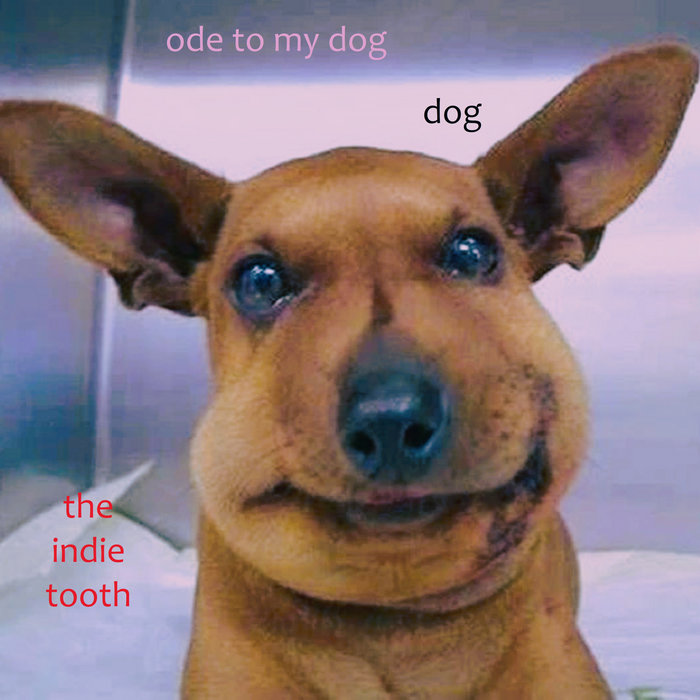 Ode to My Dog (Not Actually My Dog) | The Indie Tooth