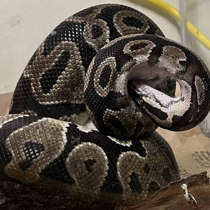 Grispapi & Mr. Snake (Varianti Mix) | Amy Denio / Spoot Music