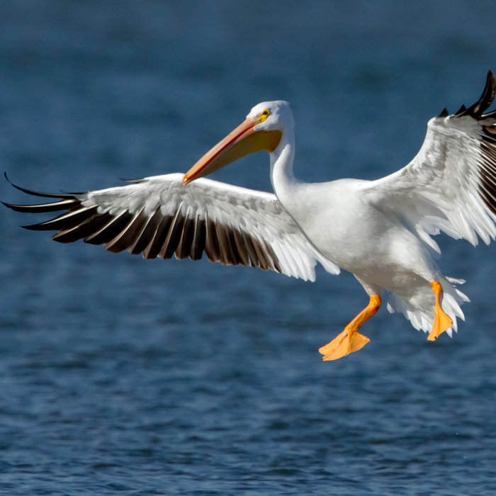 Pelican | Gobst