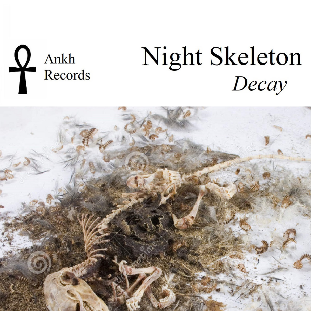Decay | Night Skeleton