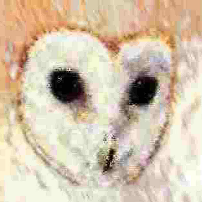 Dance Owl Night | The Barn Owl Band