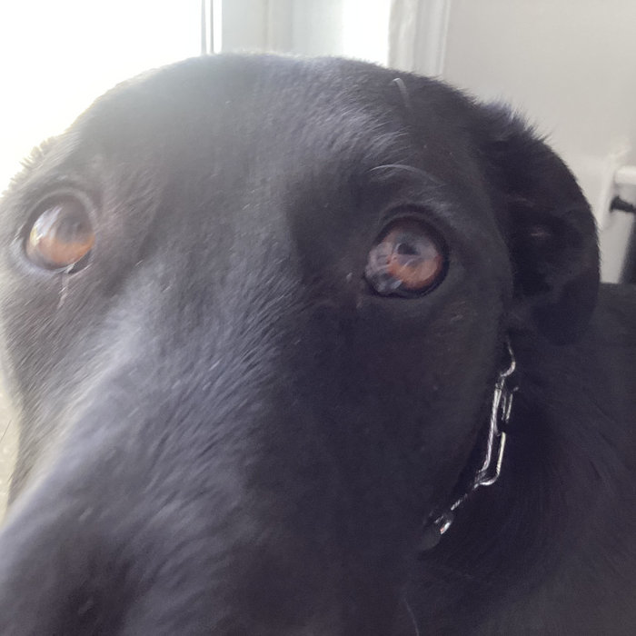 Instrumental Starfall | Arctic Wolf Princess