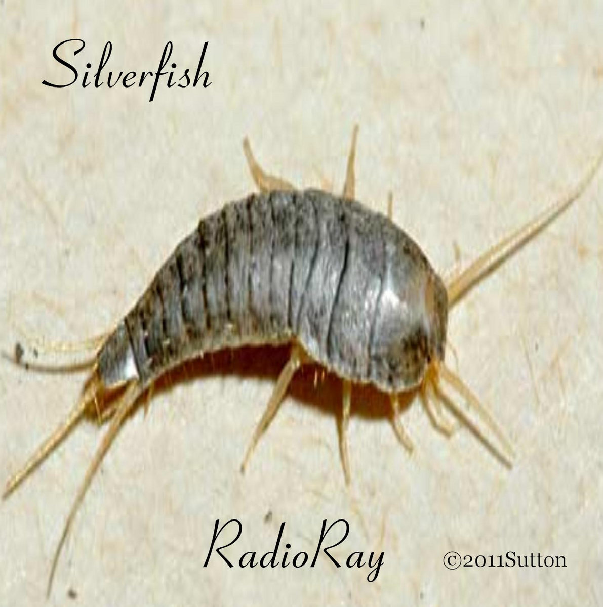 SilverFish by (((RadioRay))) | RadioRay is Dead