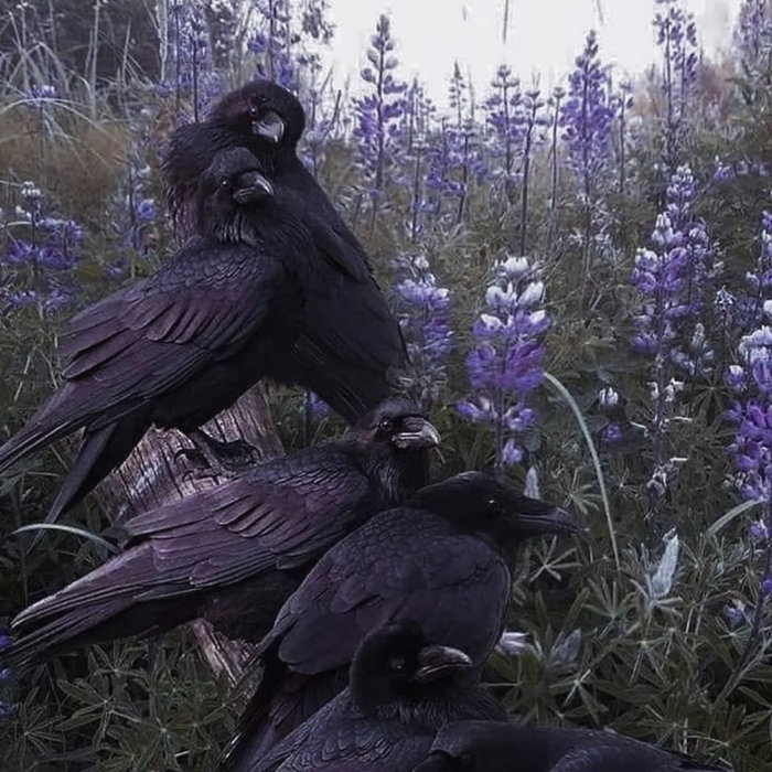 The Mazzy Album | Nina Soled