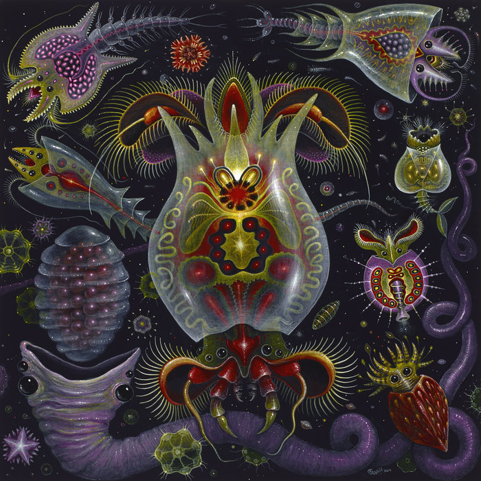 Hydnora | Stop Motion Orchestra