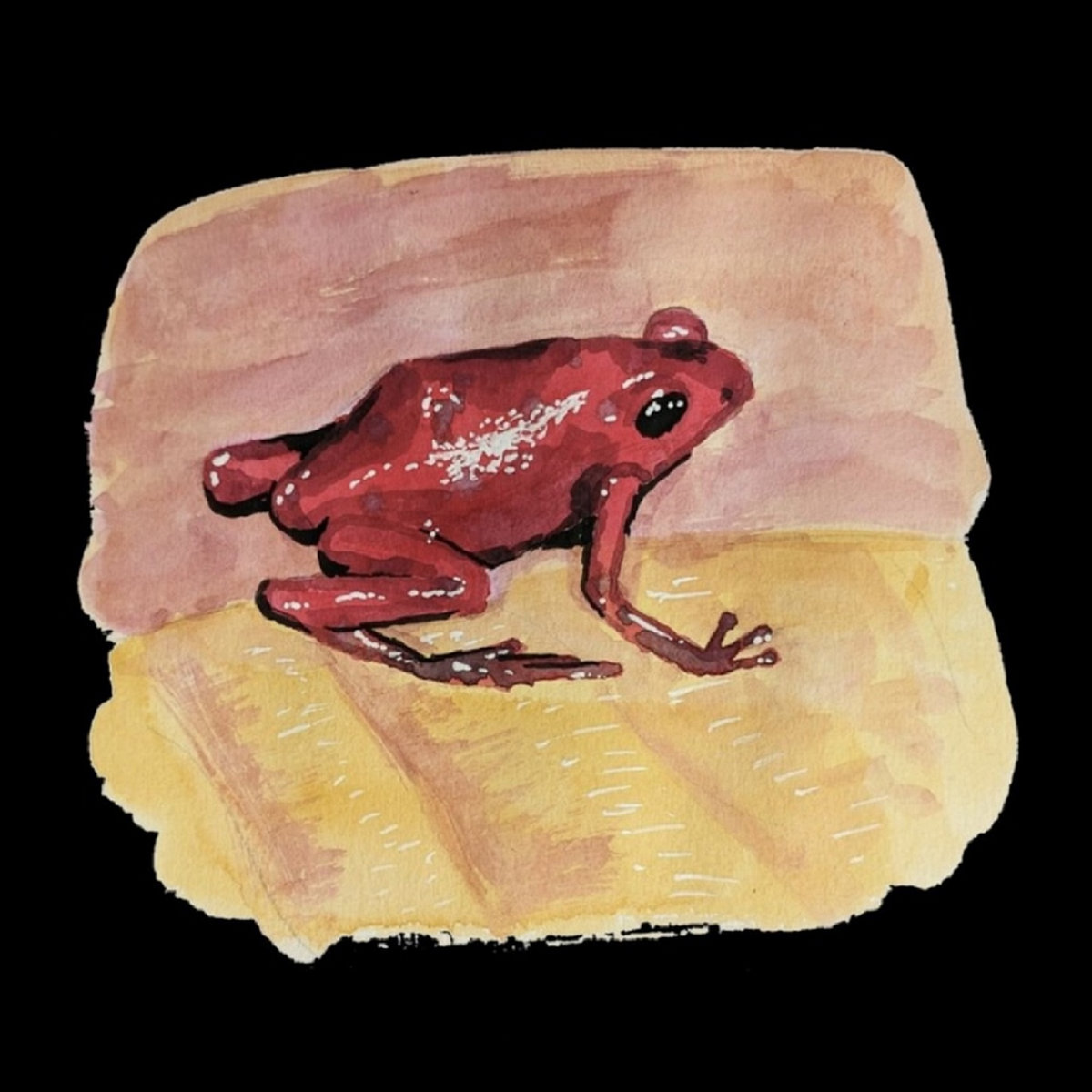 Poison Frog Song Sanctuary | Wyoming Toad | Fiadh Productions