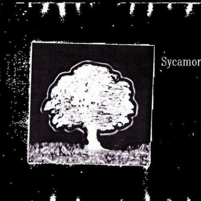 Sycamore Tree | Sycamore Tree