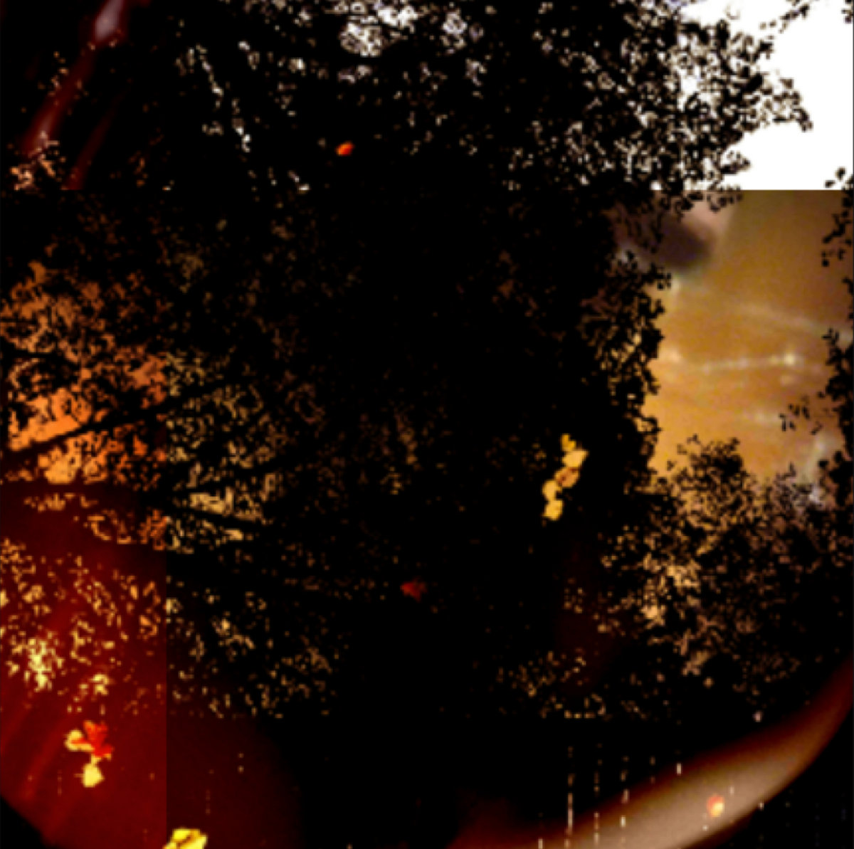 fly | gate garnglai / etienne brunet / don pengboon / raphael malfliet / a.o. | Dirk Wachtelaer