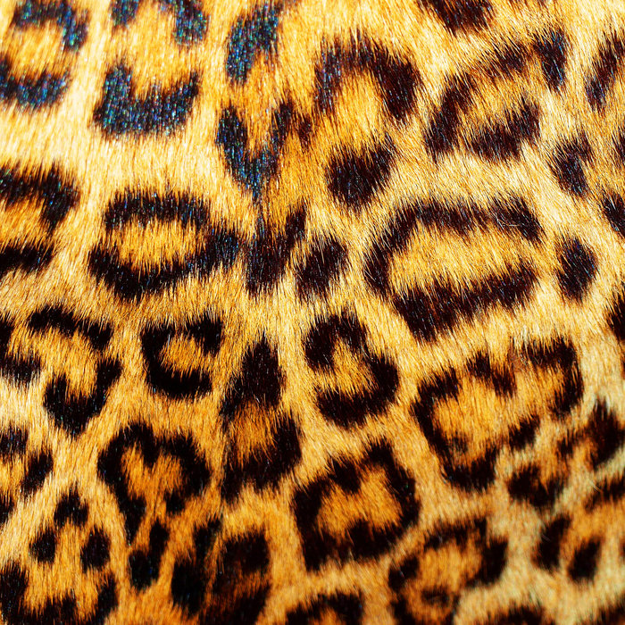 Live at the Fish Motel | Cheetah Print