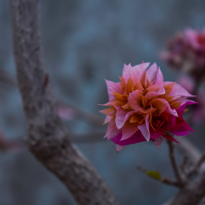 Night In The Garden | Jasmine Hudson | Aether Gaze