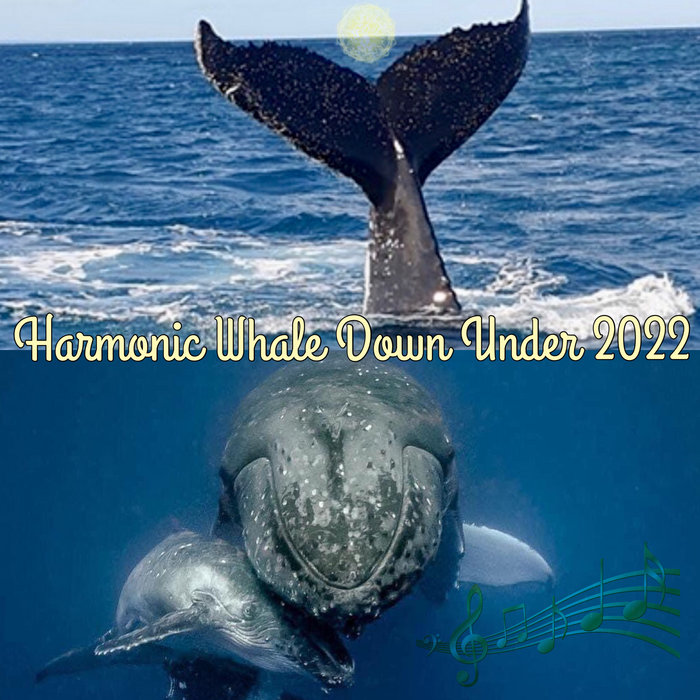 Harmonic Whale Down Under 2022 | Dr Didge Dolphin