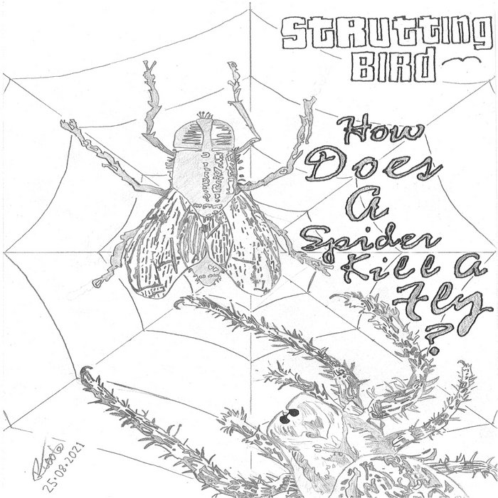 How Does A Spider Kill A Fly? | Strutting Bird (Lofi)