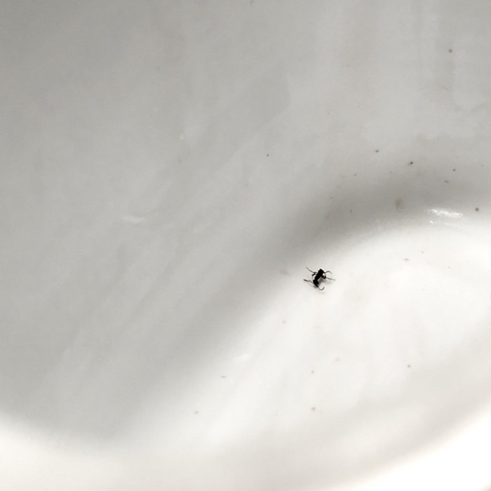 Obon Death Chants for a Smashed Ant | Jerry Gordon | Moontriangle