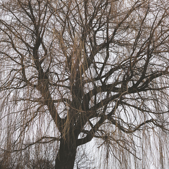 God Damn Tree | Caracal