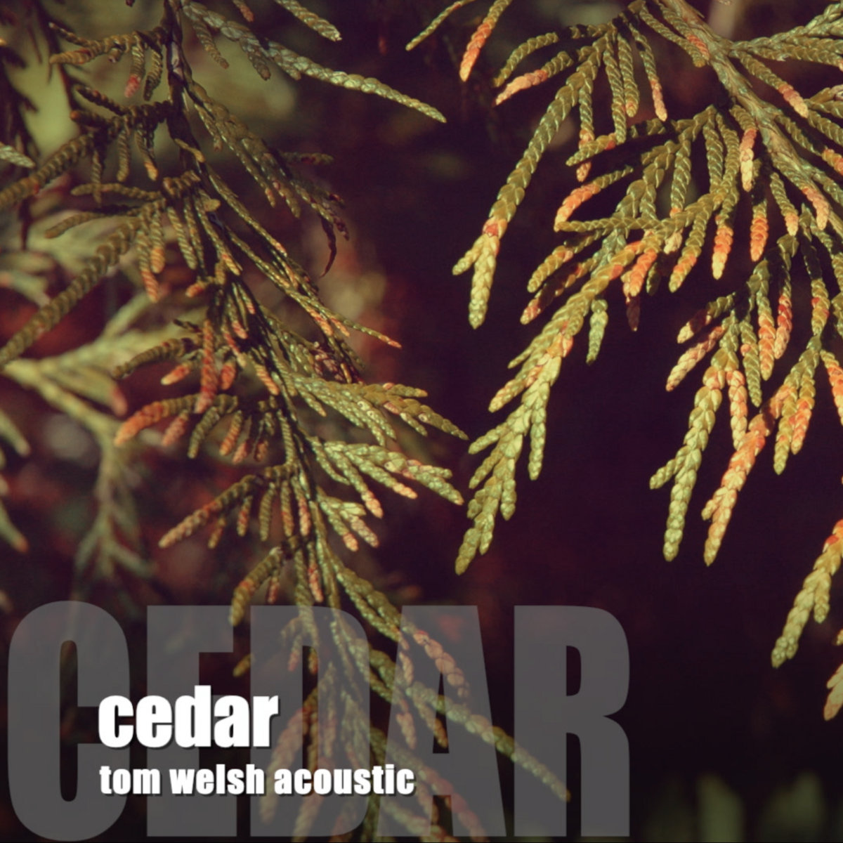 Cedar | Tom Welsh Acoustic