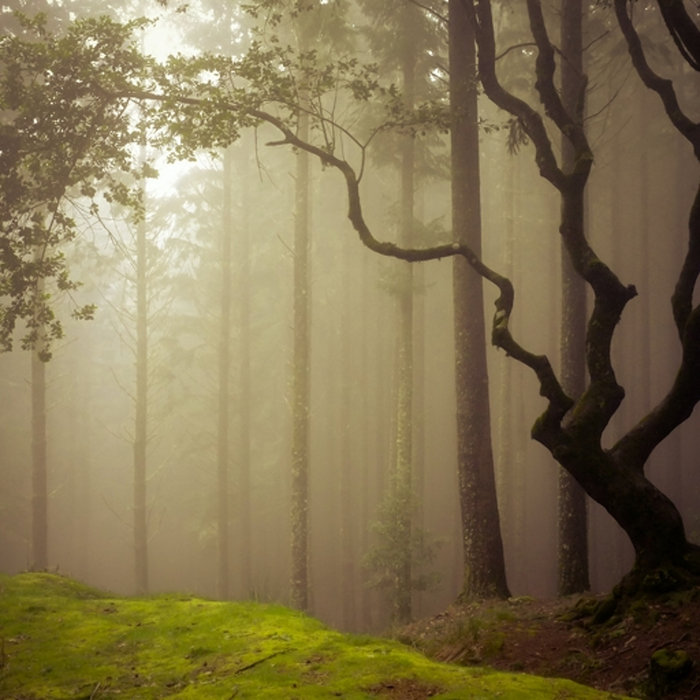 Forest | peacenature