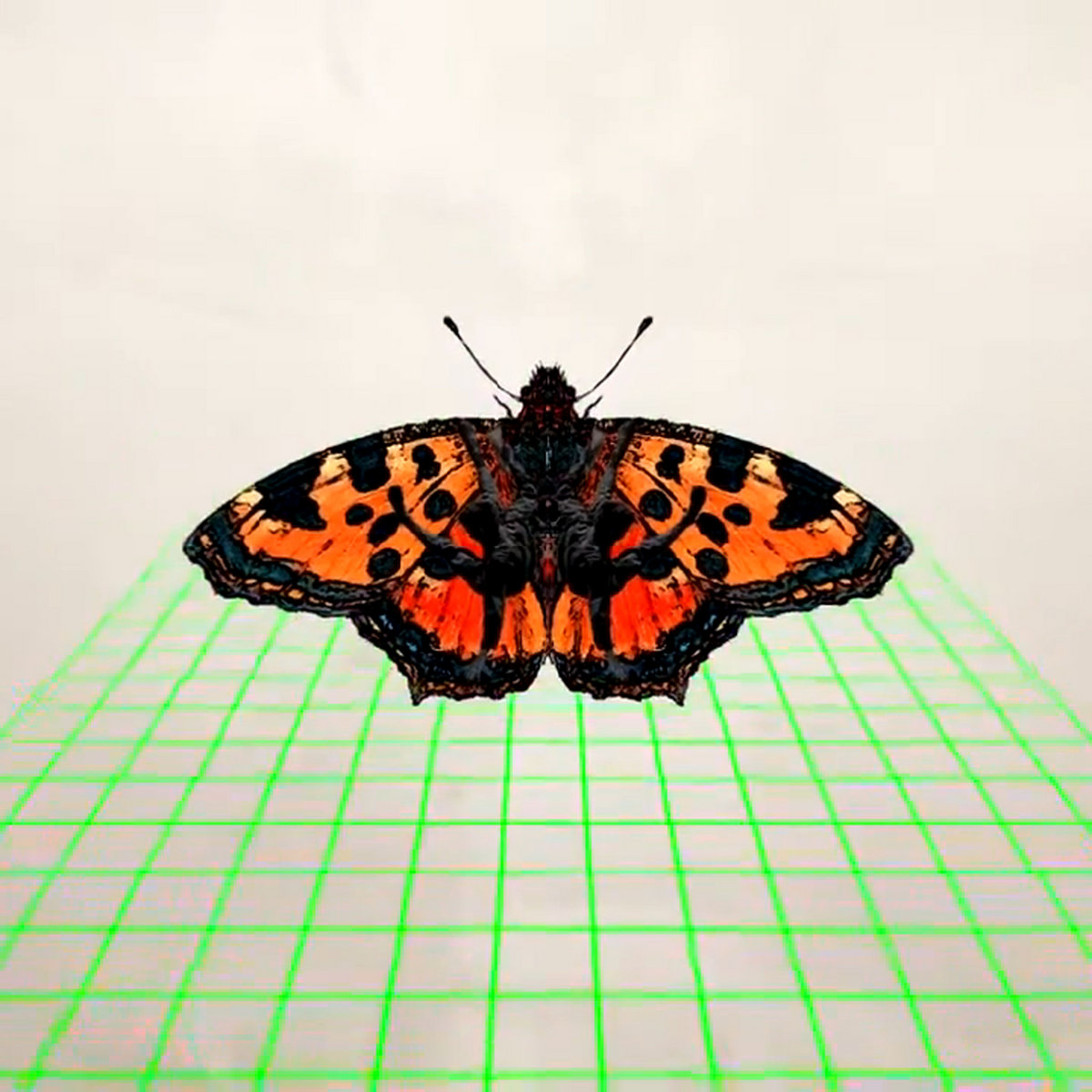 bird brain | we are echo people