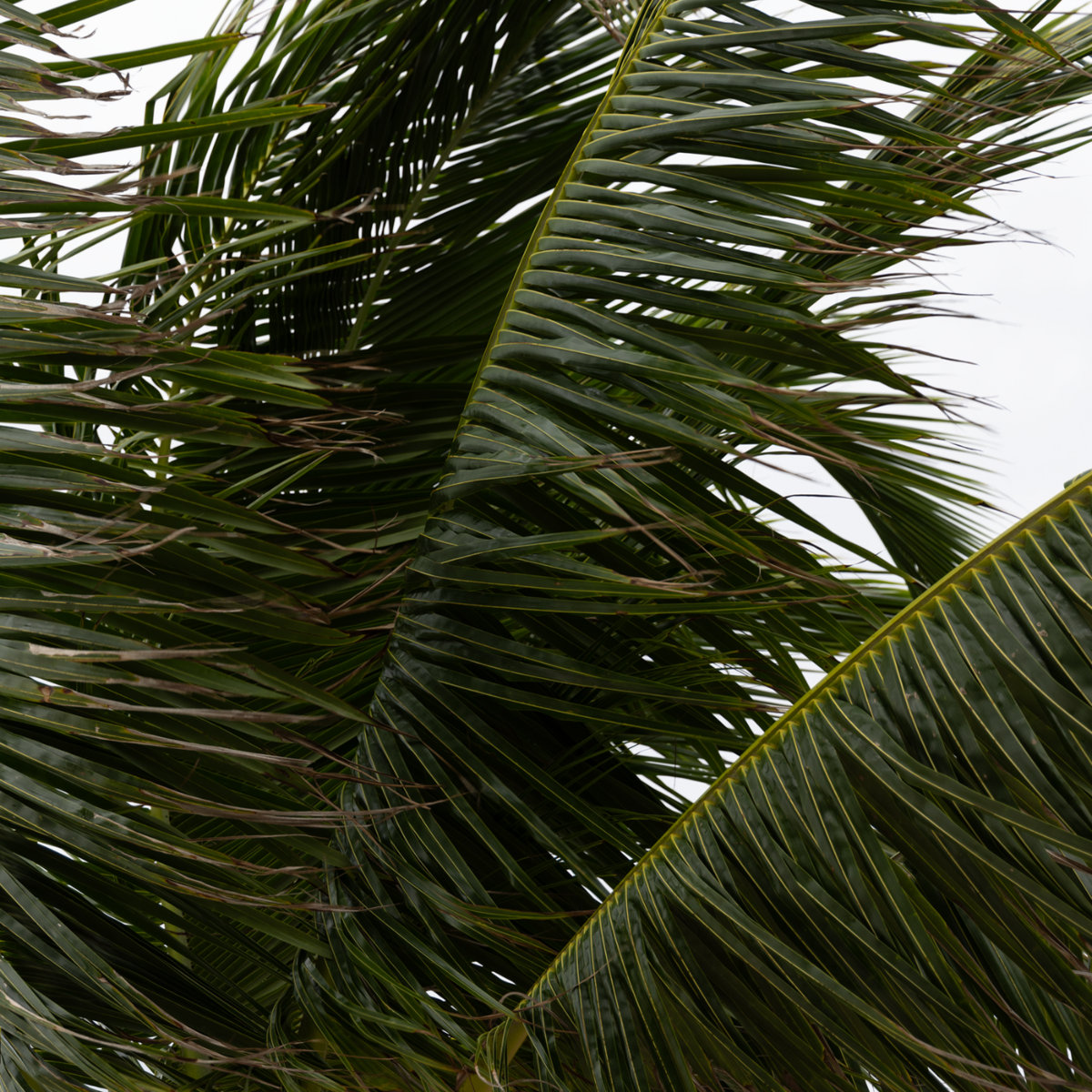 MEX/US/PT | Patrick Quinn & Harry Sumner | Harry Sumner