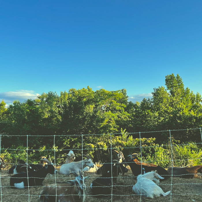 Essential Summer Plastics | Landis Wine