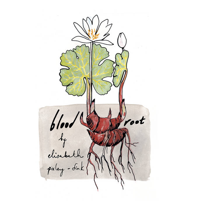 Bloodroot Root