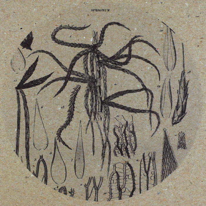 Sphagnum - Soundtrack to Translocations | Otis Jordan | Set Foot Press