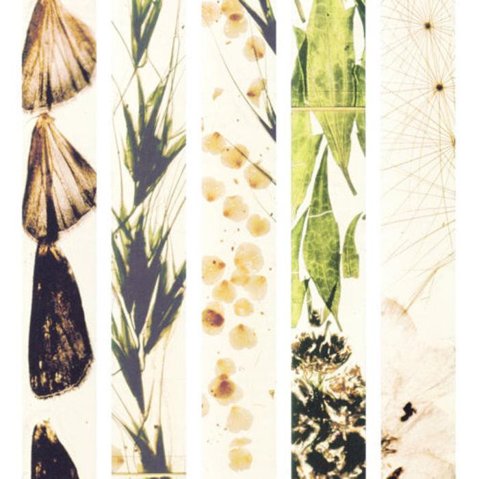 Long Grain | Gee Weaver | Gene Weaver