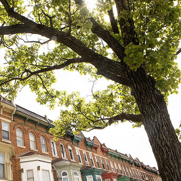 City Tree | The Electric Stage Hogs