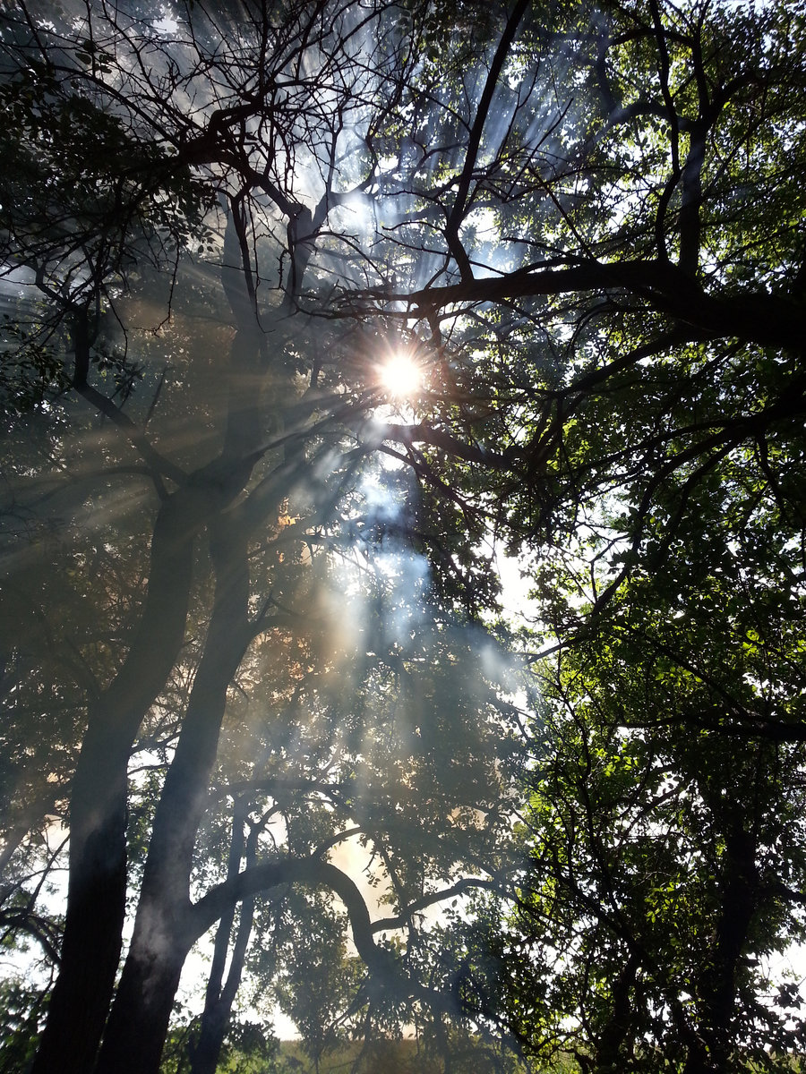 Forest Fables | Blake Jacobus