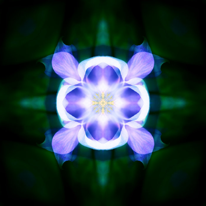 Shadow Flowers [ep] | DTime