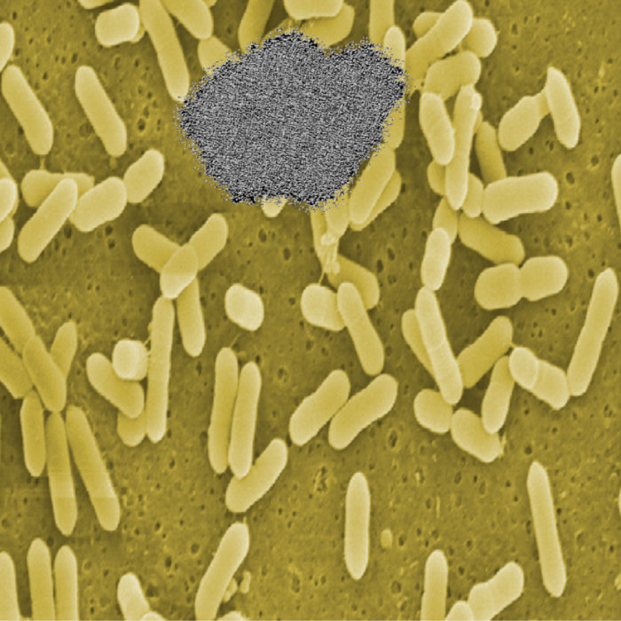 Macerated Liquid Mold In Stagnant Water | Mygocelesalpingo ...