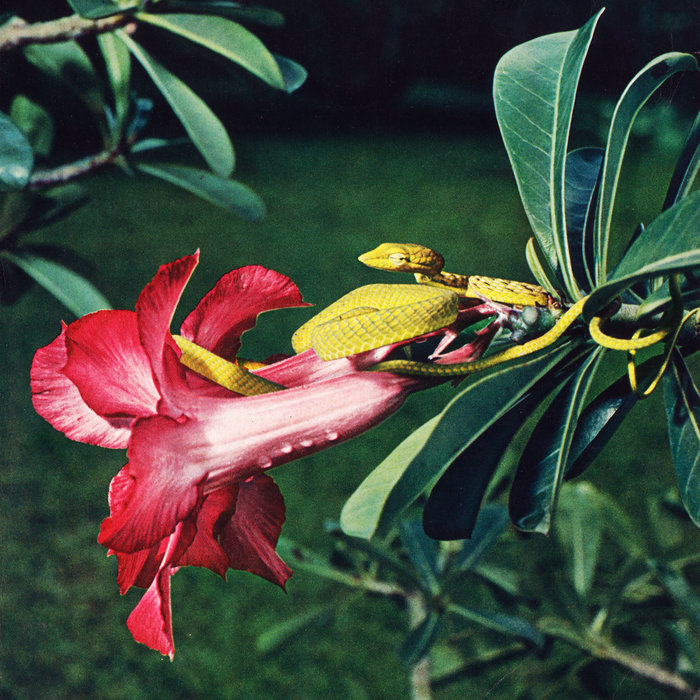 Duos Volume. 11 - Carolyn Connors | Jeff Henderson