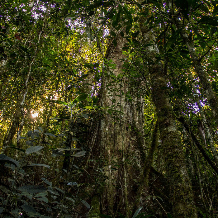 madrugada - ep | kanarô