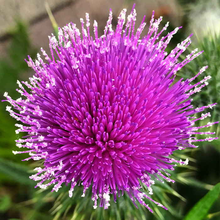 Local Planets | Jerry Gordon | Moontriangle