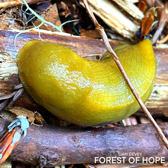 Forest of Hope | Liam Devey