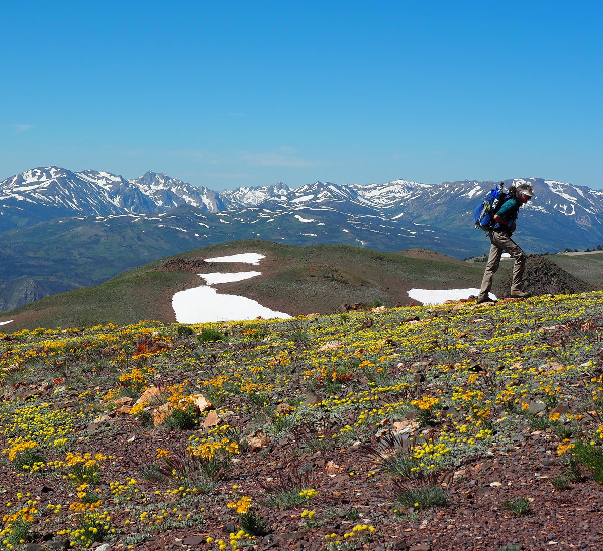 Limited directional change in mountaintop plant communities over 19 ...
