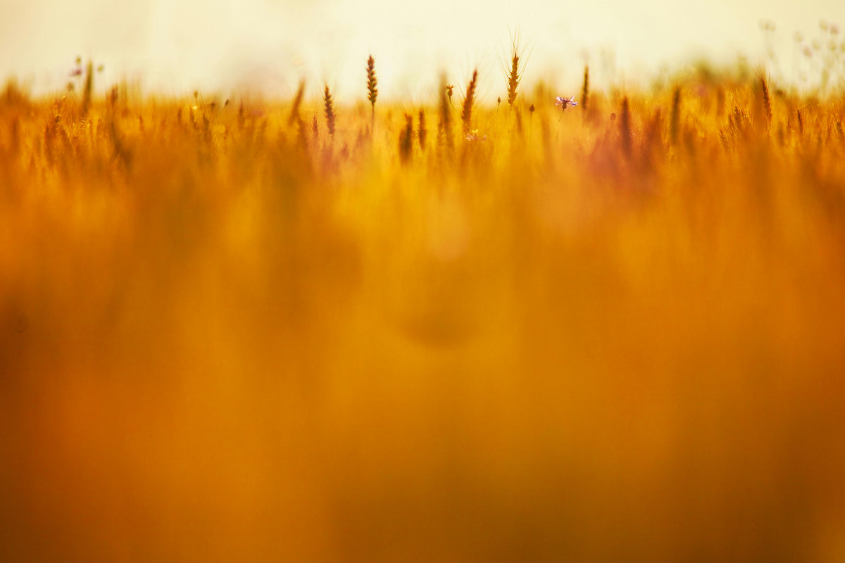wheat field under sunny sky | Ben Fleury-Steiner