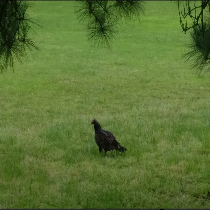 Weak | Kid Americans