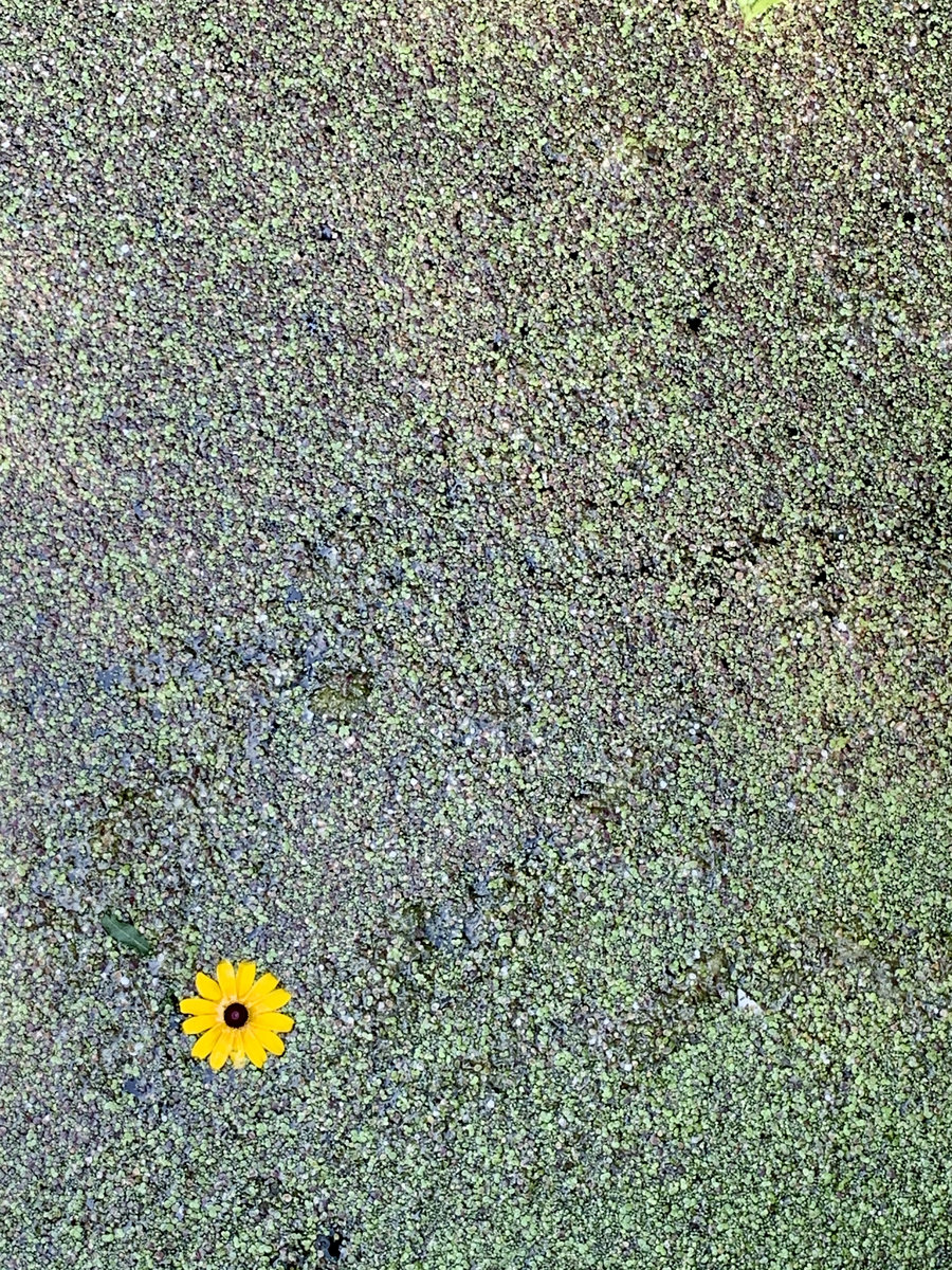 Sketches of Summer | Alex Fiedler