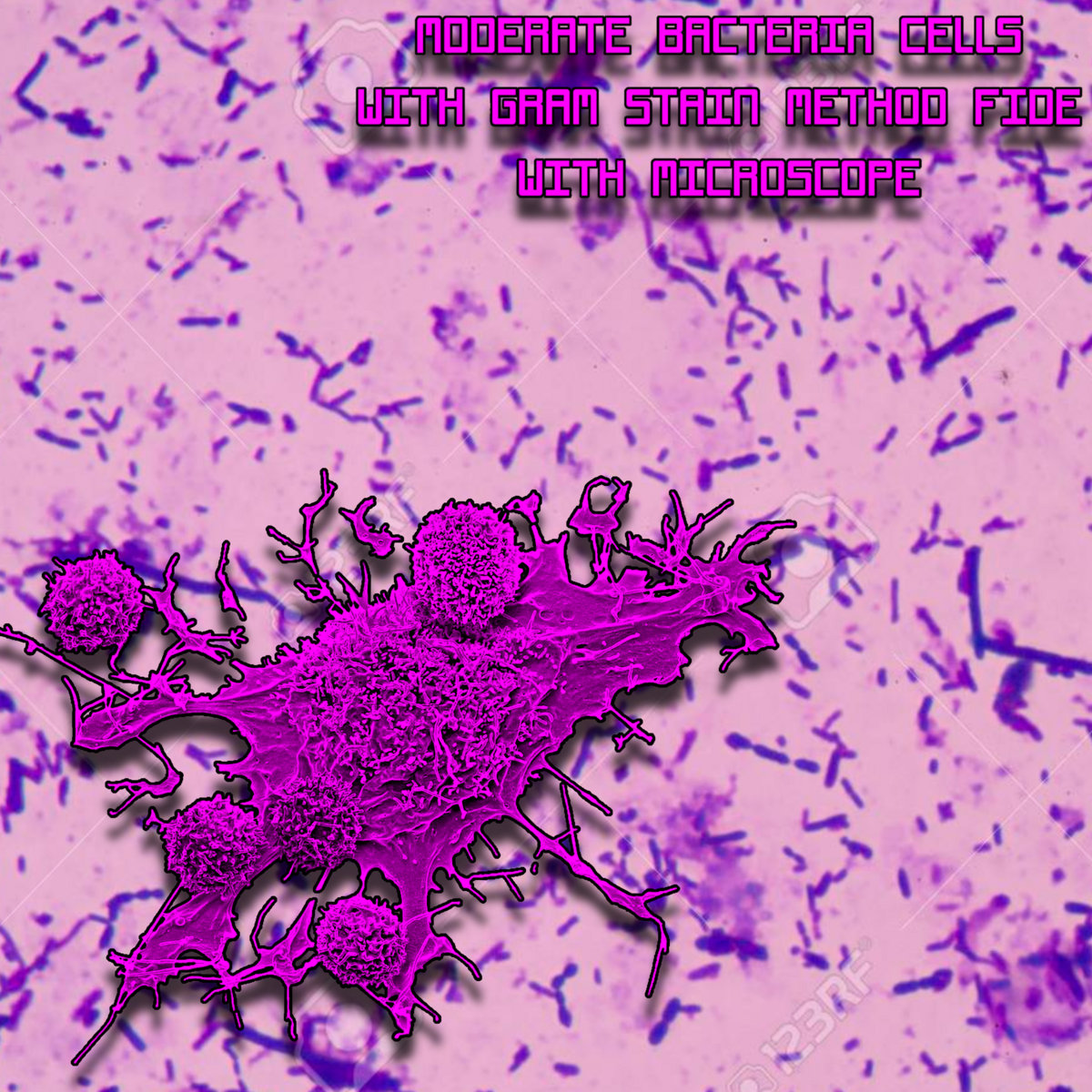 Moderate Bacteria Cells With Gram Stain Method Fide With Microscope ...