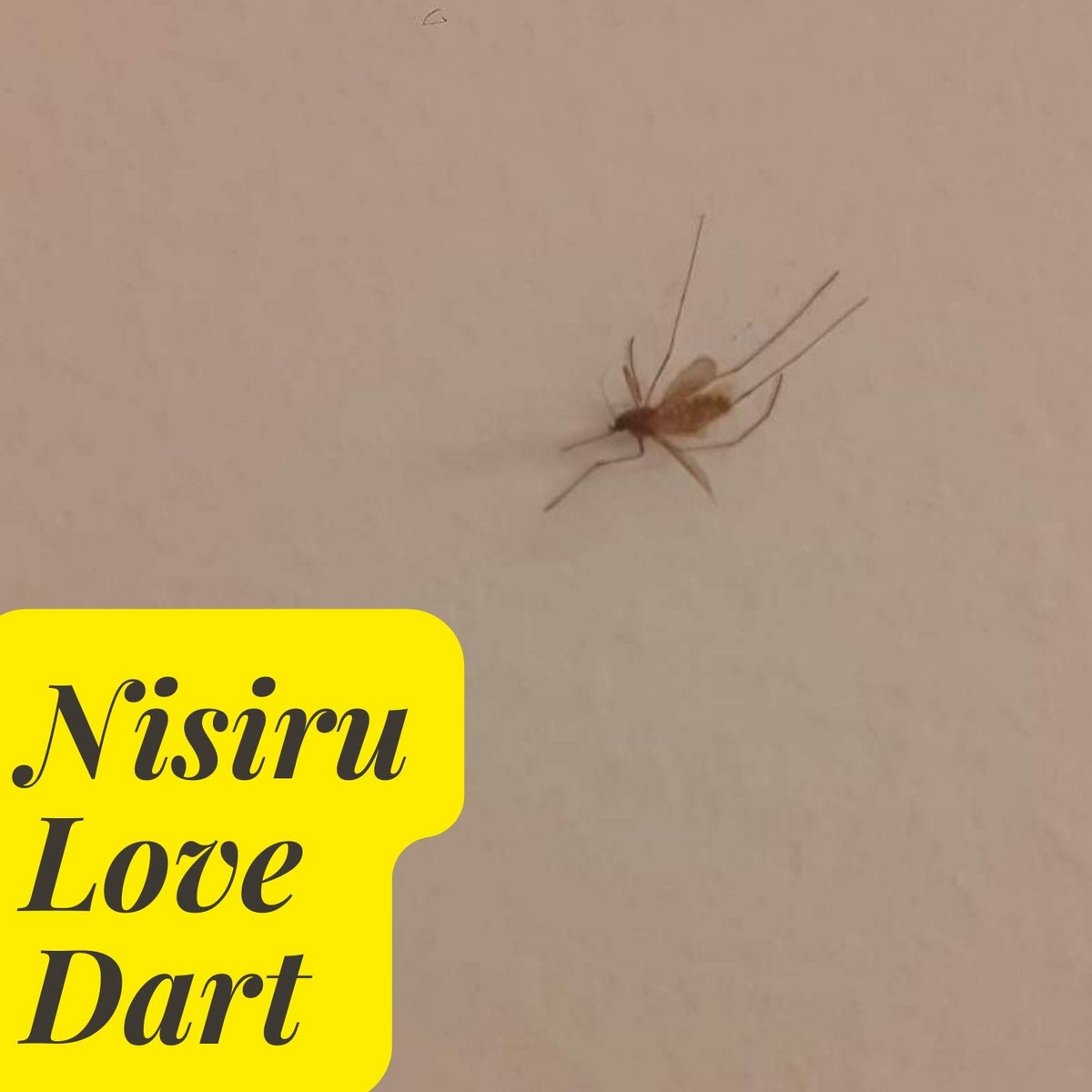 Love Dart | Nisiru